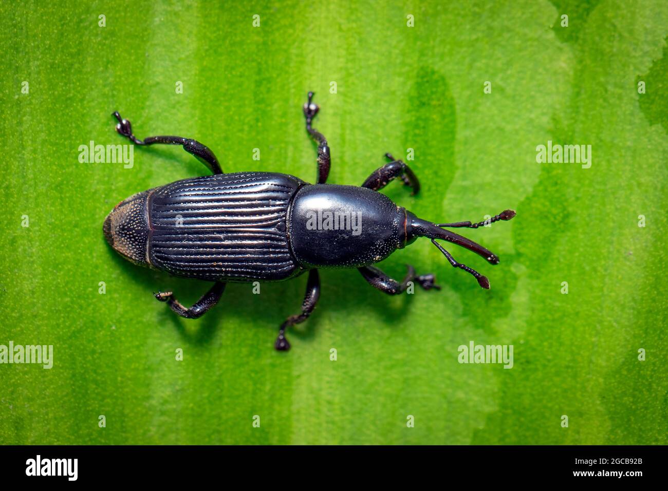 Image of banana root borer beetle (Cosmopolites sordidus) on green ...