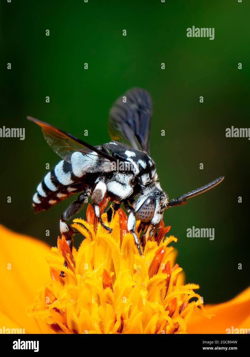 Image of neon cuckoo bee (Thyreus nitidulus) on yellow flower pollen ...