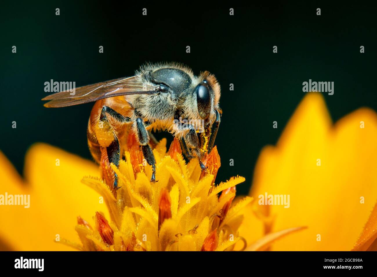 Image of little bee or dwarf bee(Apis florea) on yellow flower collects ...