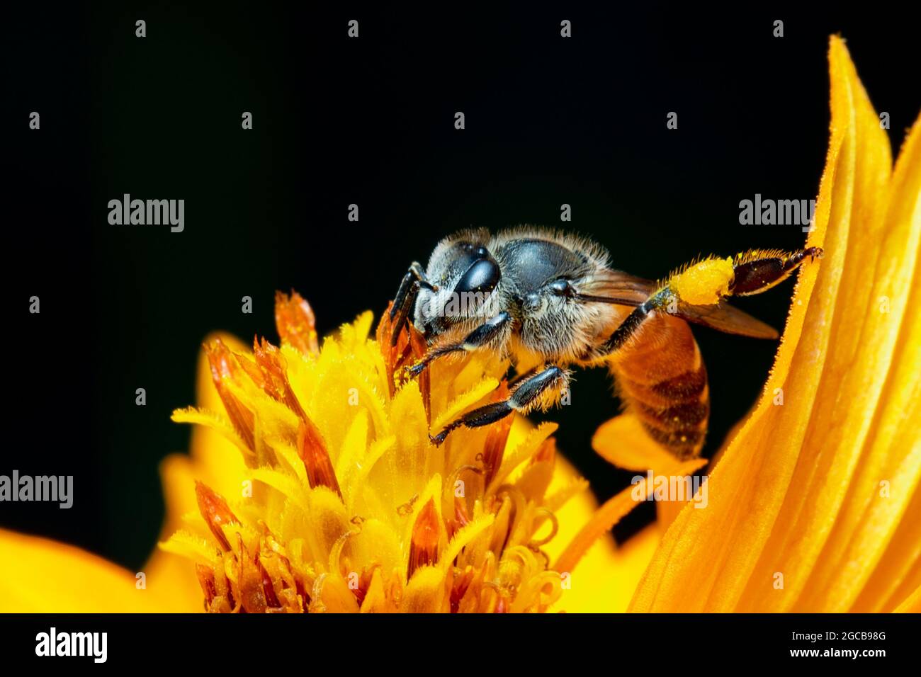 Image of little bee or dwarf bee(Apis florea) on yellow flower collects ...
