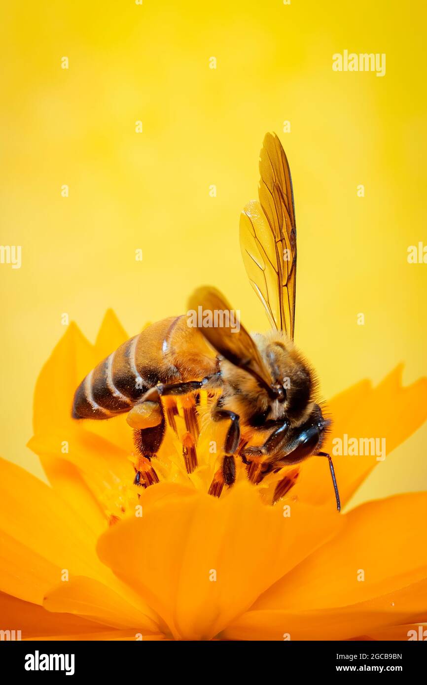Image of little bee or dwarf bee(Apis florea) on yellow flower collects ...