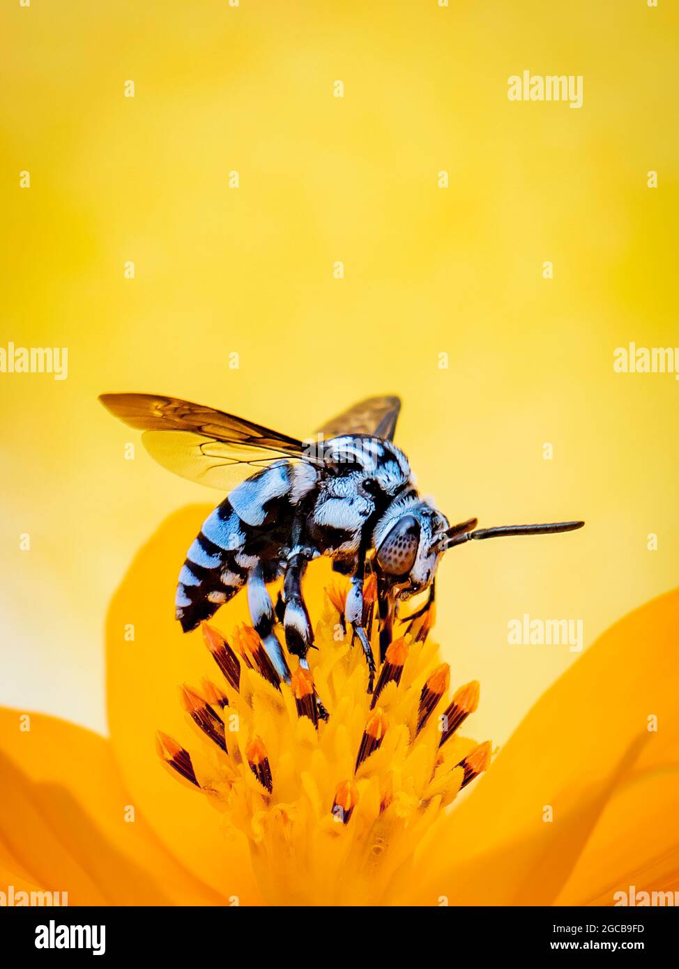 Image of neon cuckoo bee (Thyreus nitidulus) on yellow flower pollen ...