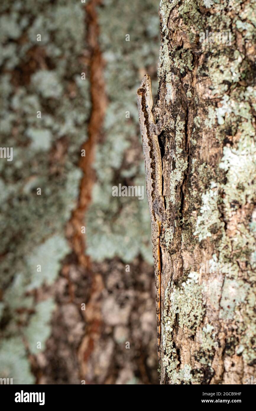 Image of camouflage lizard (hemidactylus platyurus) on tree. Insect ...