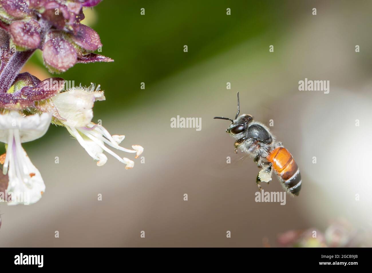 Image of little bee or dwarf bee(Apis florea) is going to suck nectar ...