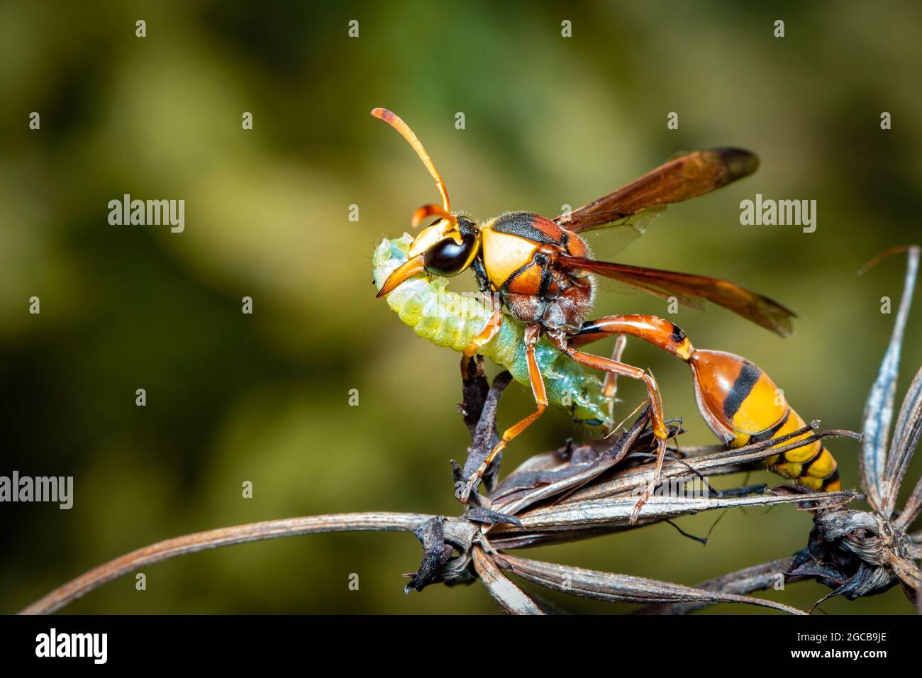 Image of paper wasp was eating the worm victim. on a natural background ...