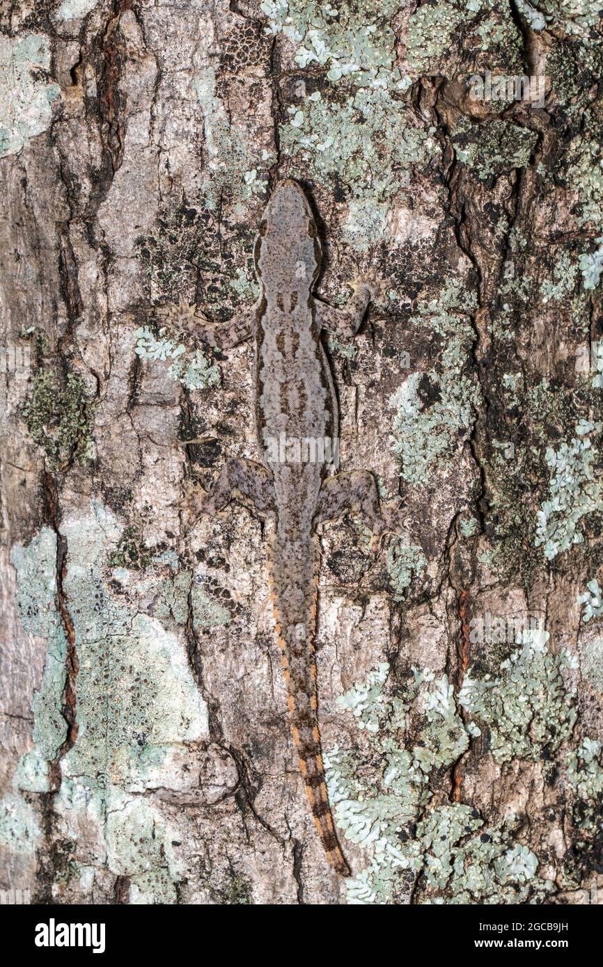 Image of camouflage lizard (hemidactylus platyurus) on tree. Insect ...