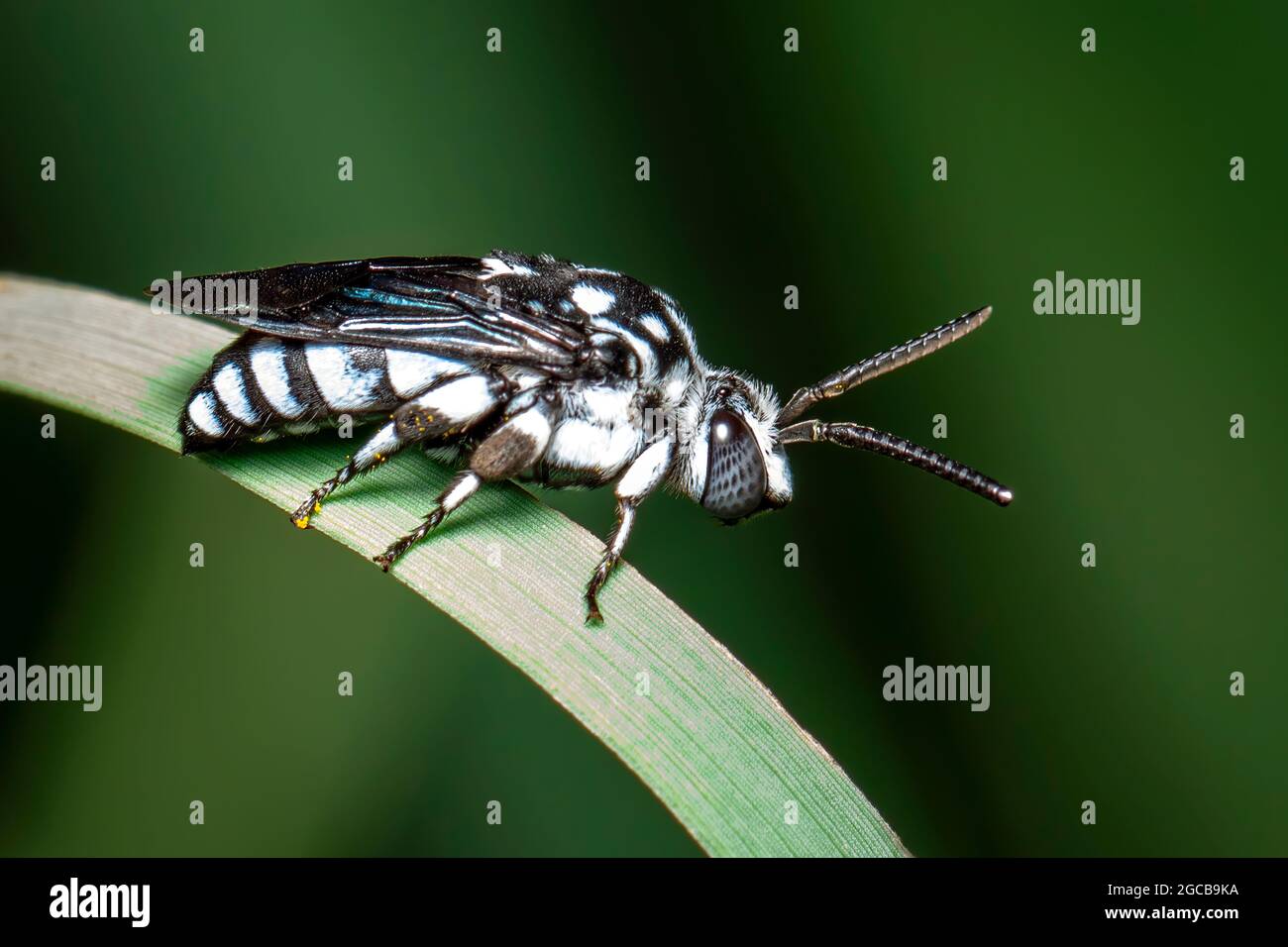 Image of neon cuckoo bee (Thyreus nitidulus) on the green leaves on a ...