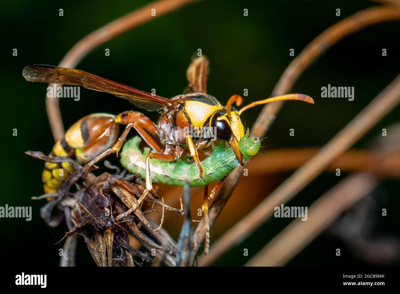 Image of paper wasp was eating the worm victim. on a natural background ...