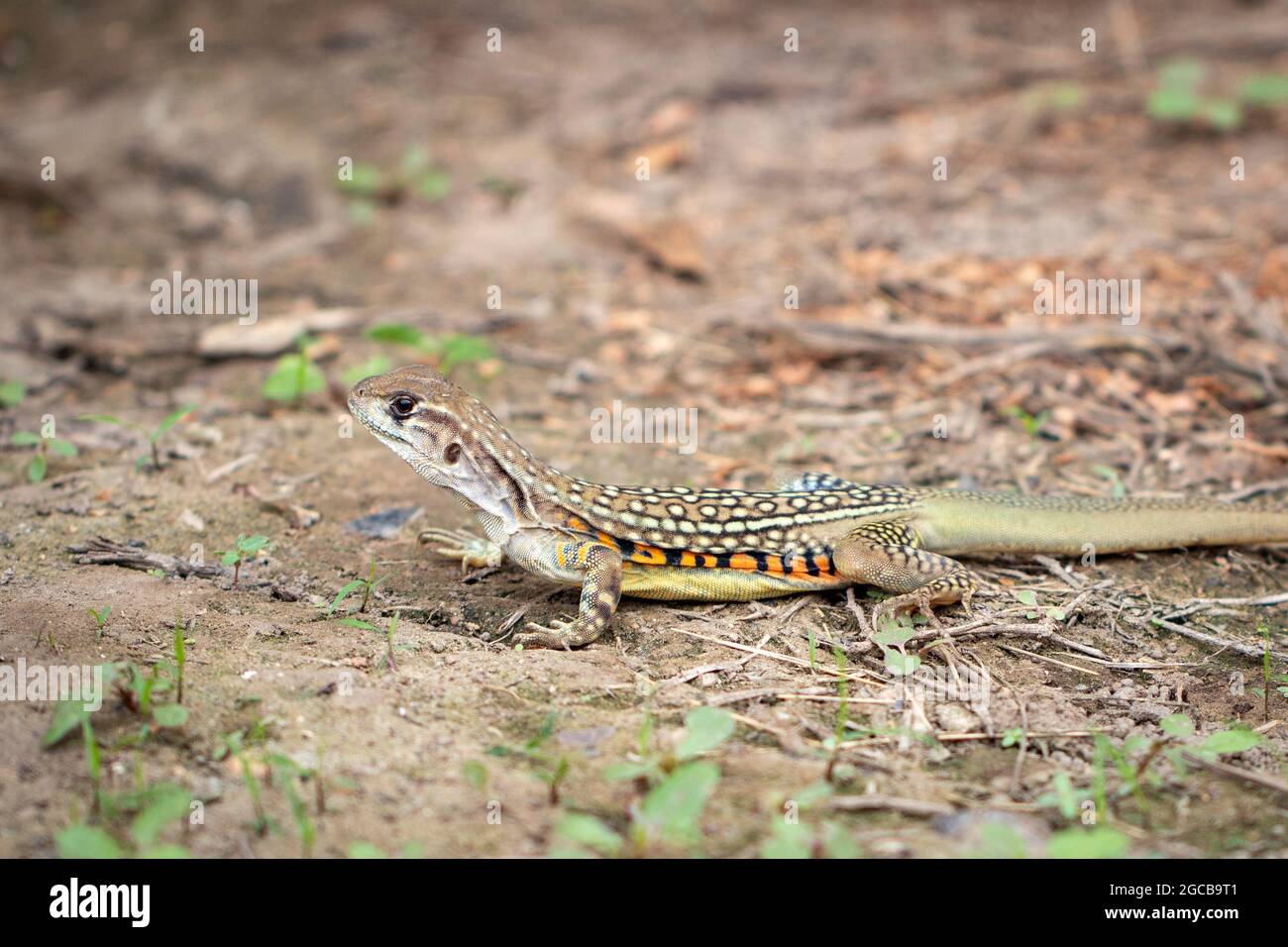 Image of Butterfly lizards or Small-scaled lizards or Ground lizards or ...