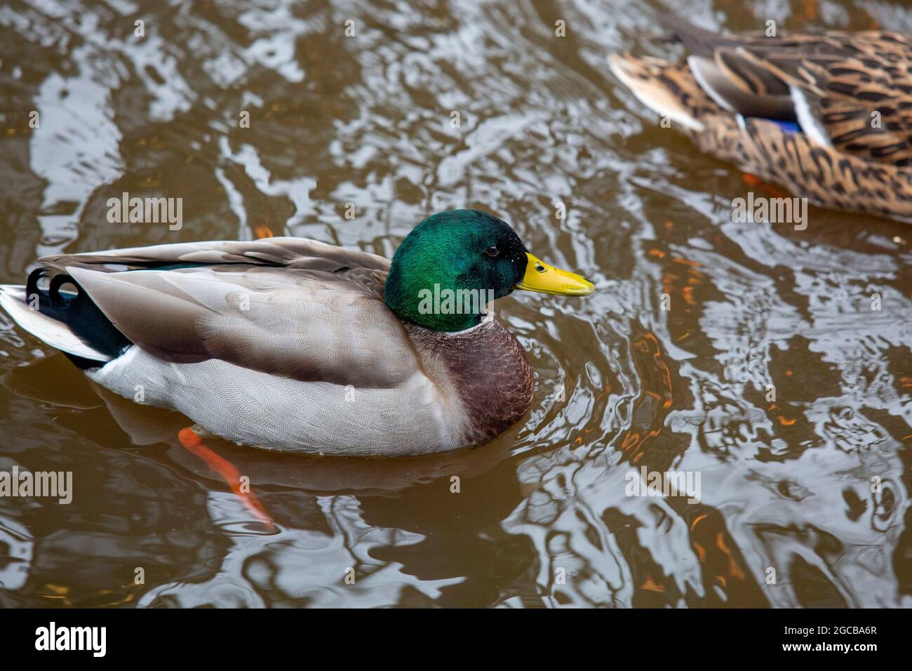 Duck in a canal at Amsterdam, Netherlands Stock Photo - Alamy