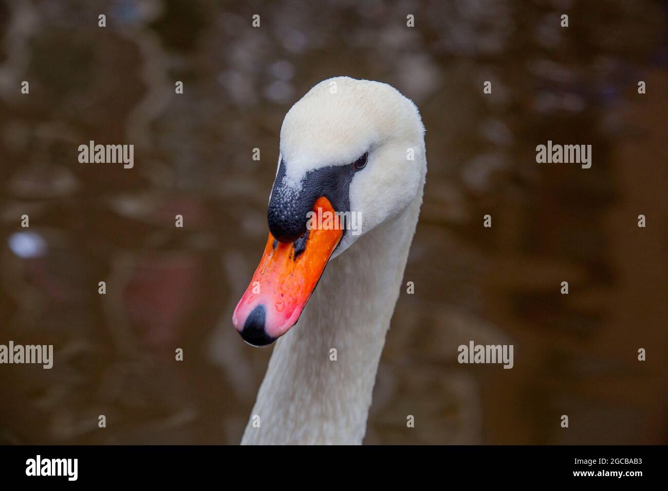 A portrait of a white swan in Amsterdam, The Netherlands Stock Photo ...
