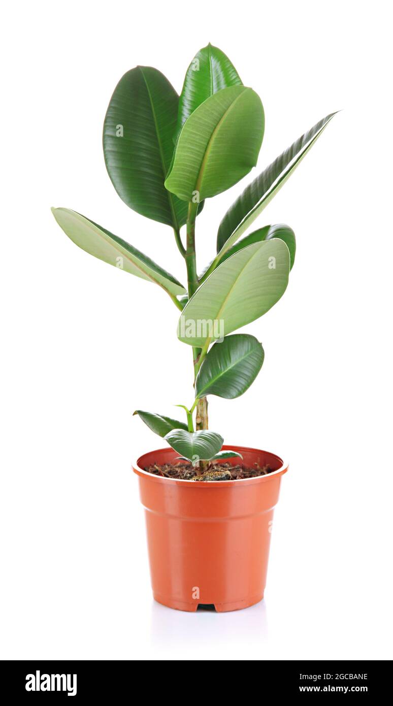 Beautiful flower in pot isolated on white Stock Photo - Alamy