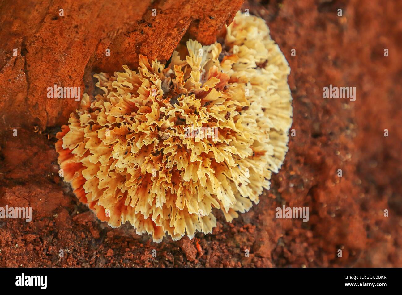 Mushroom bloom hi-res stock photography and images - Alamy