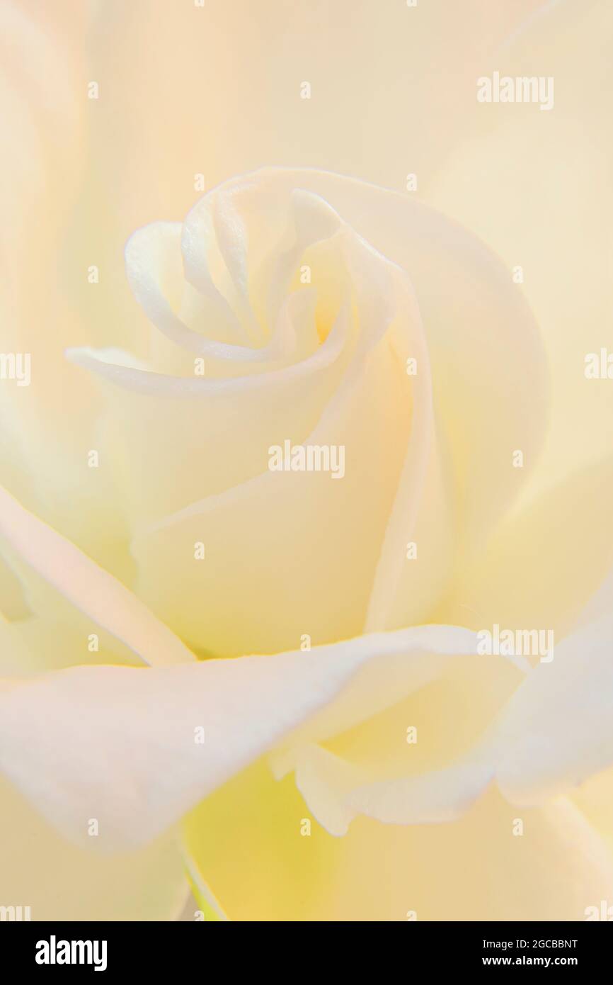 Macro shot of Anant flower in the garden, Pune, Maharashtra, India ...