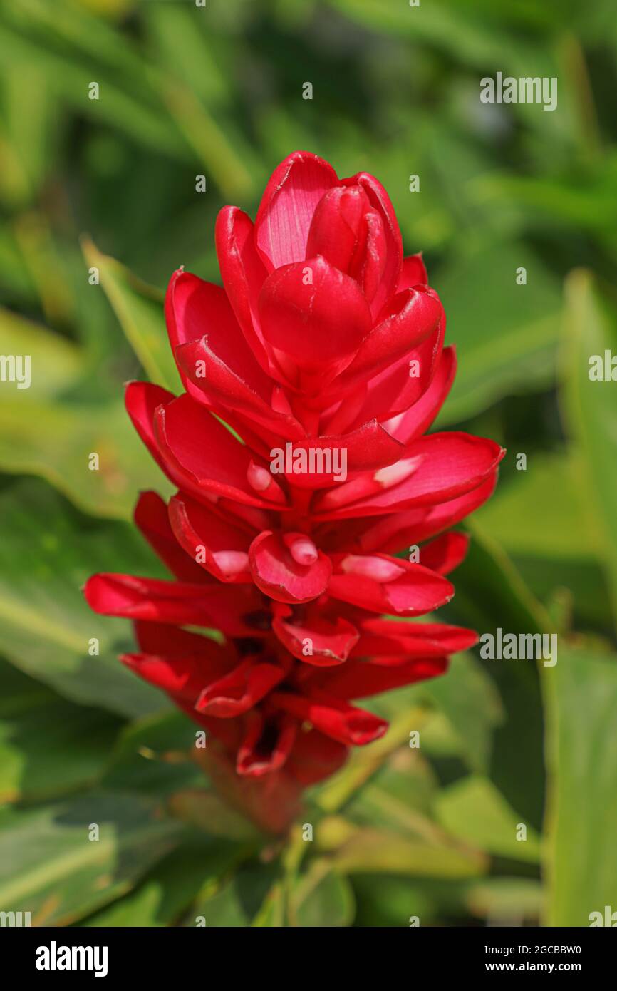 Alpine purpurata, Red ginger in the garden, India, Asia Stock Photo - Alamy