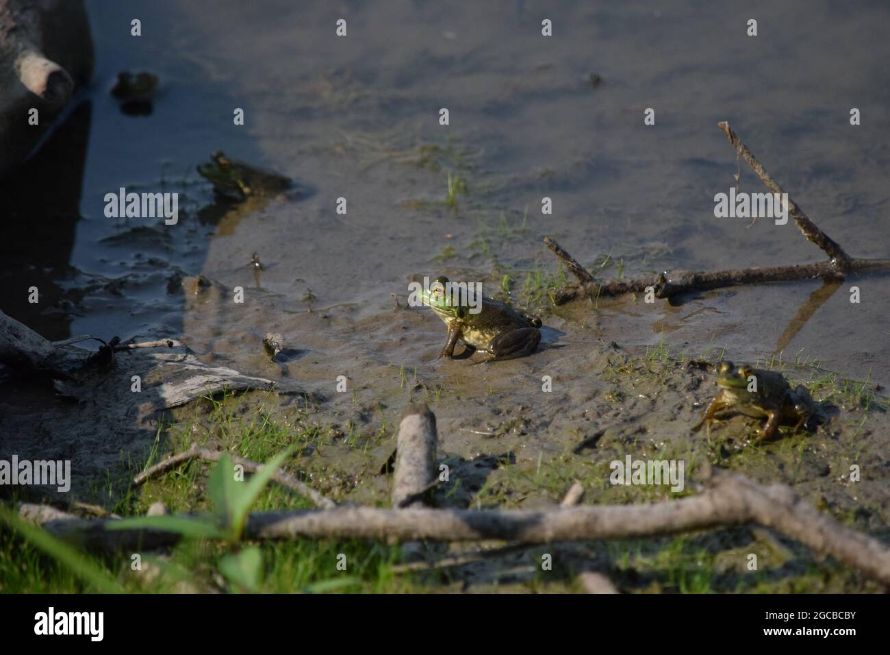 American Bullfrog in Pond Stock Photo - Alamy