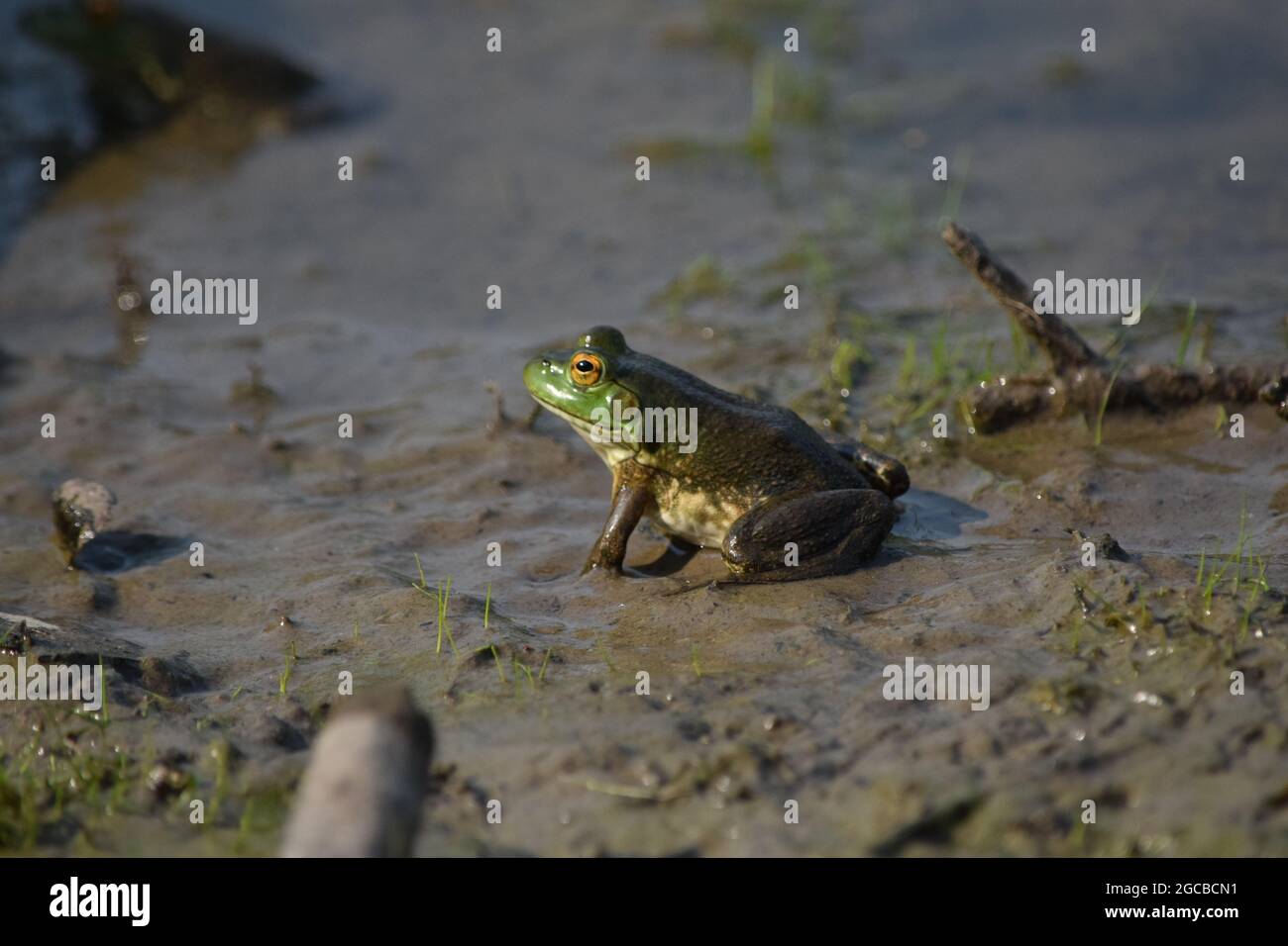 Bullfrog in pond hi-res stock photography and images - Alamy