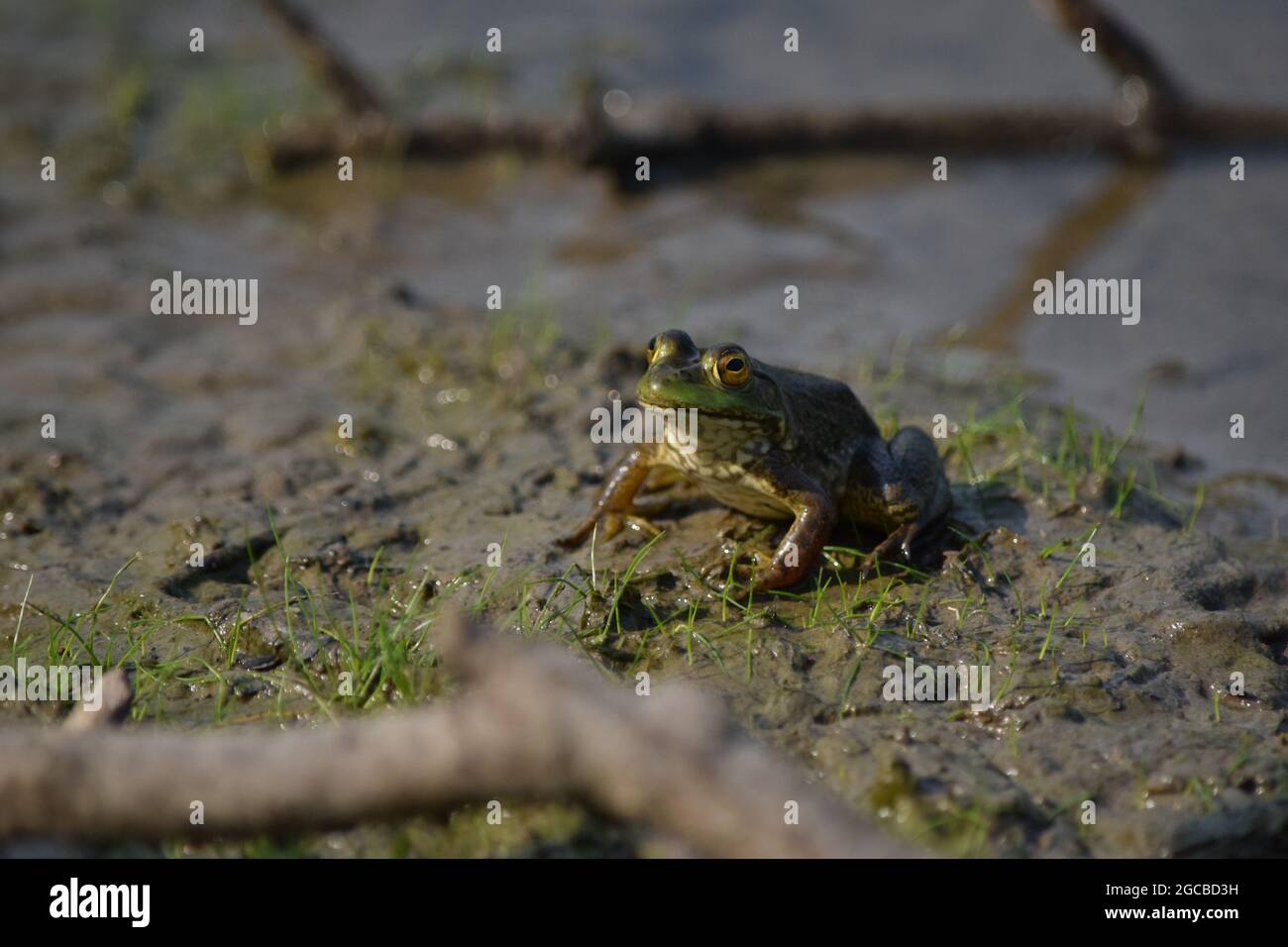 Bullfrog in pond hi-res stock photography and images - Alamy