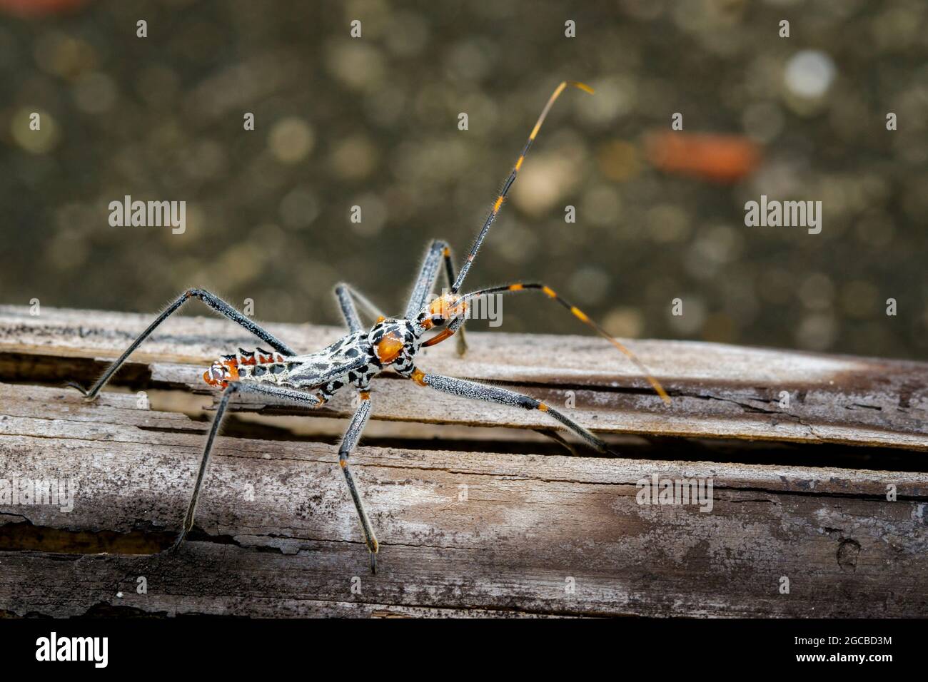 Image of an Assassin bug on dry timber. Insect. Animal Stock Photo - Alamy