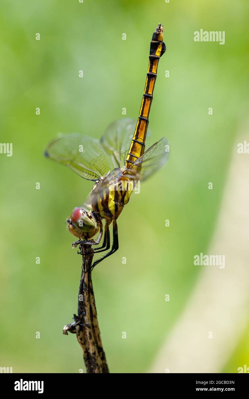 Image of crimson dropwing dragonfly(female)/Trithemis aurora on a ...