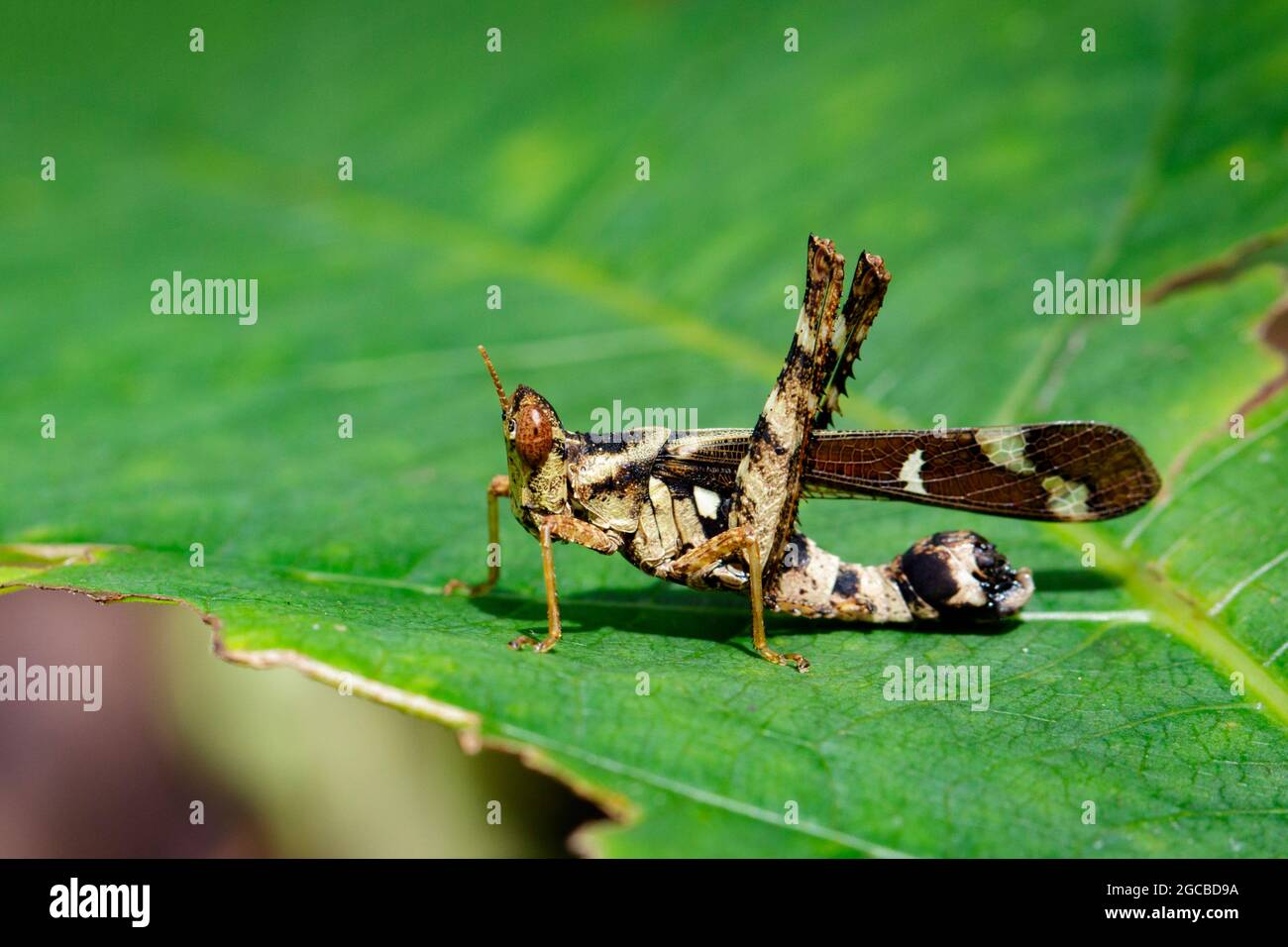 Image of Conjoined Spot Monkey-grasshopper (female), Erianthus serratus ...