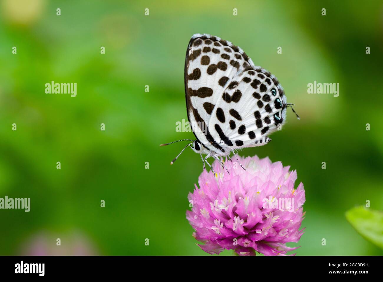 Image of common pierrot butterfly on purple flowers. Insect. Animal ...