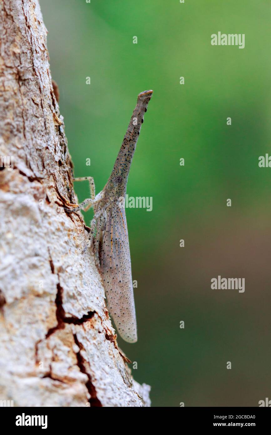 Image of lantern bug or Zanna sp on tree. Insect. Animal Stock Photo ...