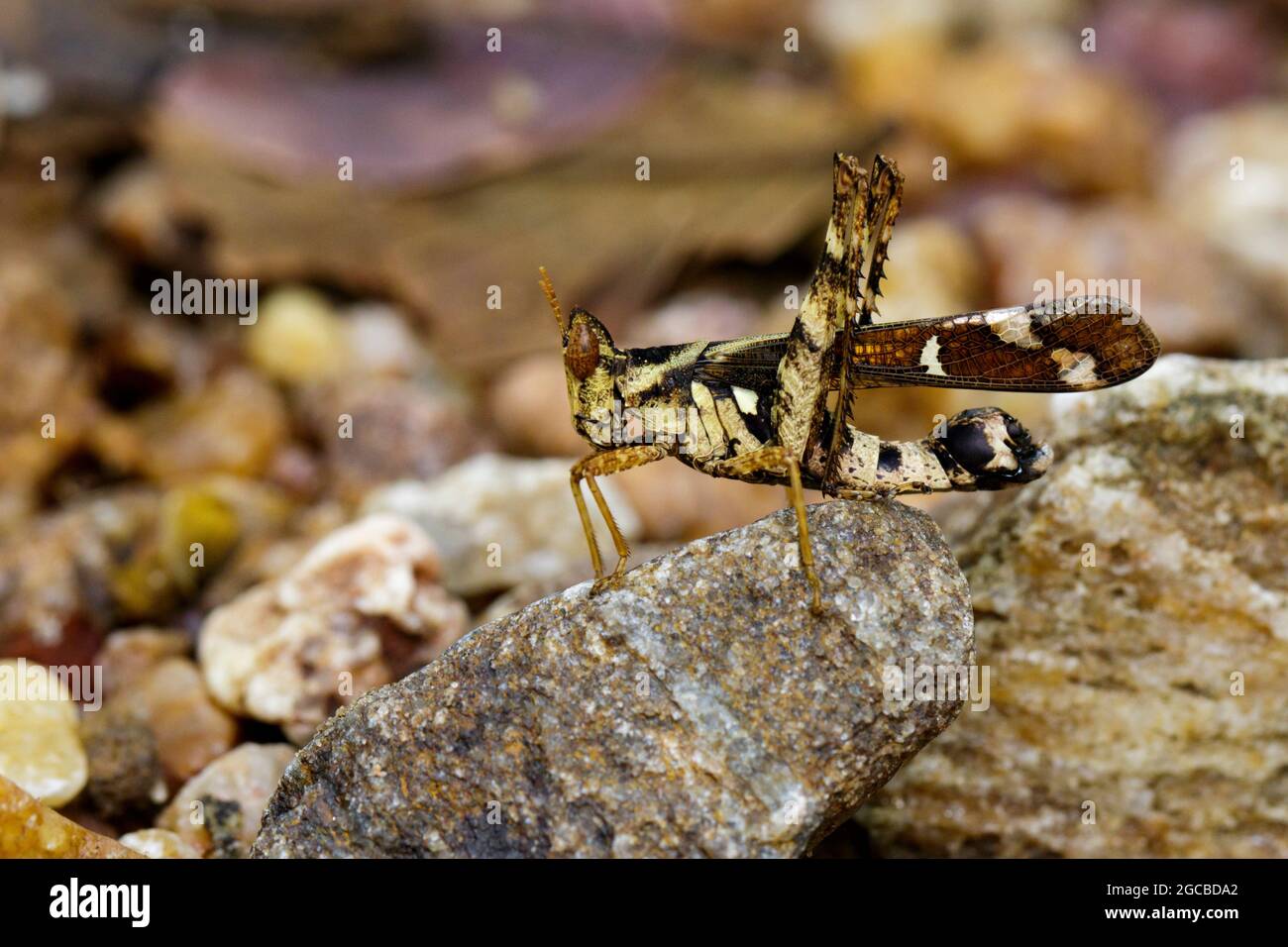 Image of Conjoined Spot Monkey-grasshopper (female), Erianthus serratus ...