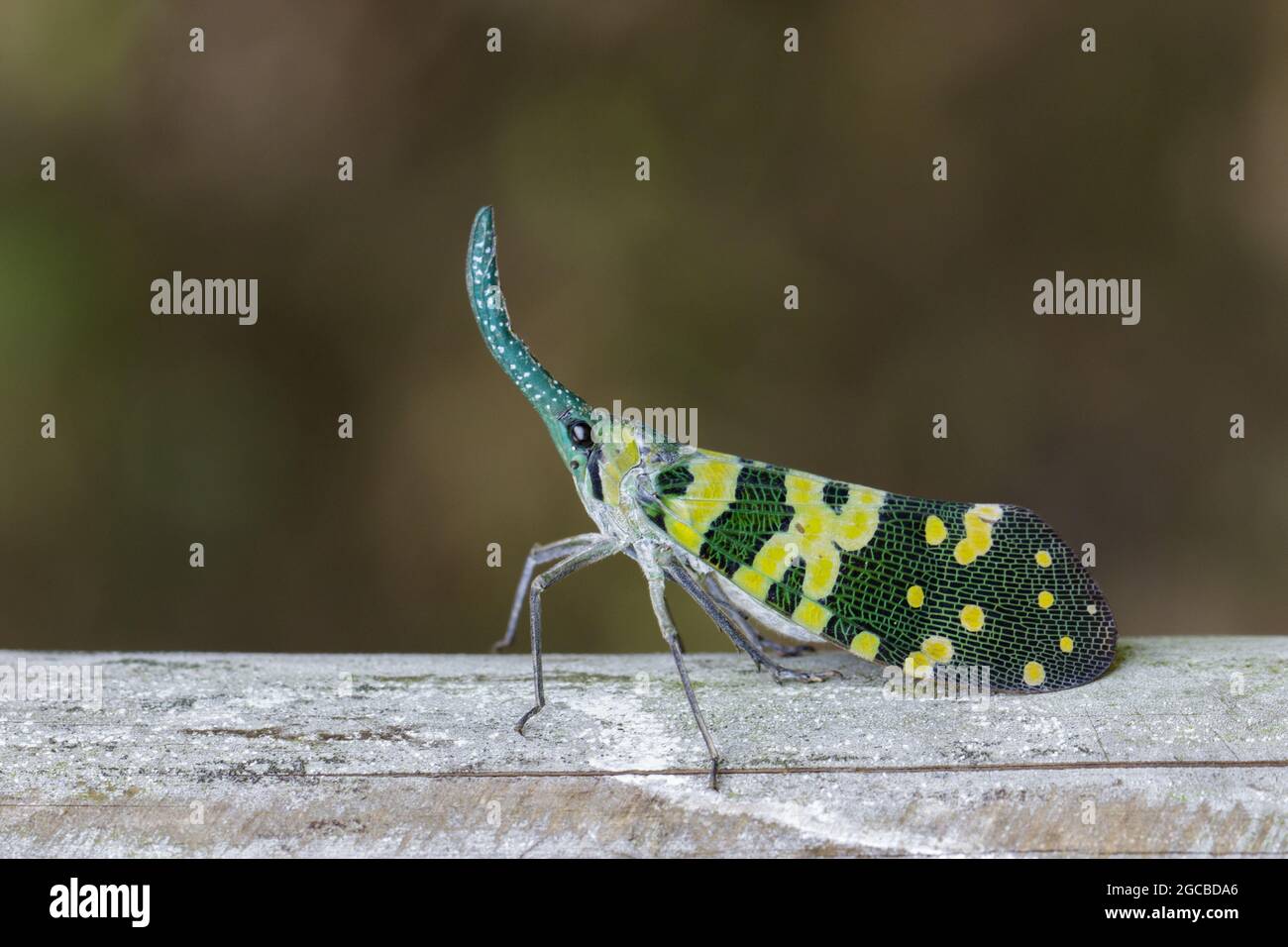 Image of Pyrops viridirostris lantern bug or lanternfly (Pyrops oculata ...