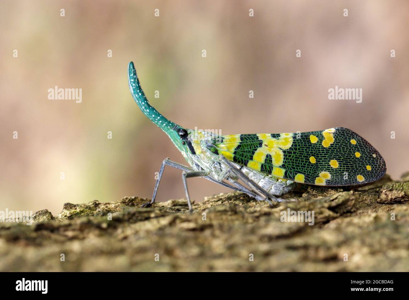 Image of Pyrops viridirostris lantern bug or lanternfly (Pyrops oculata ...