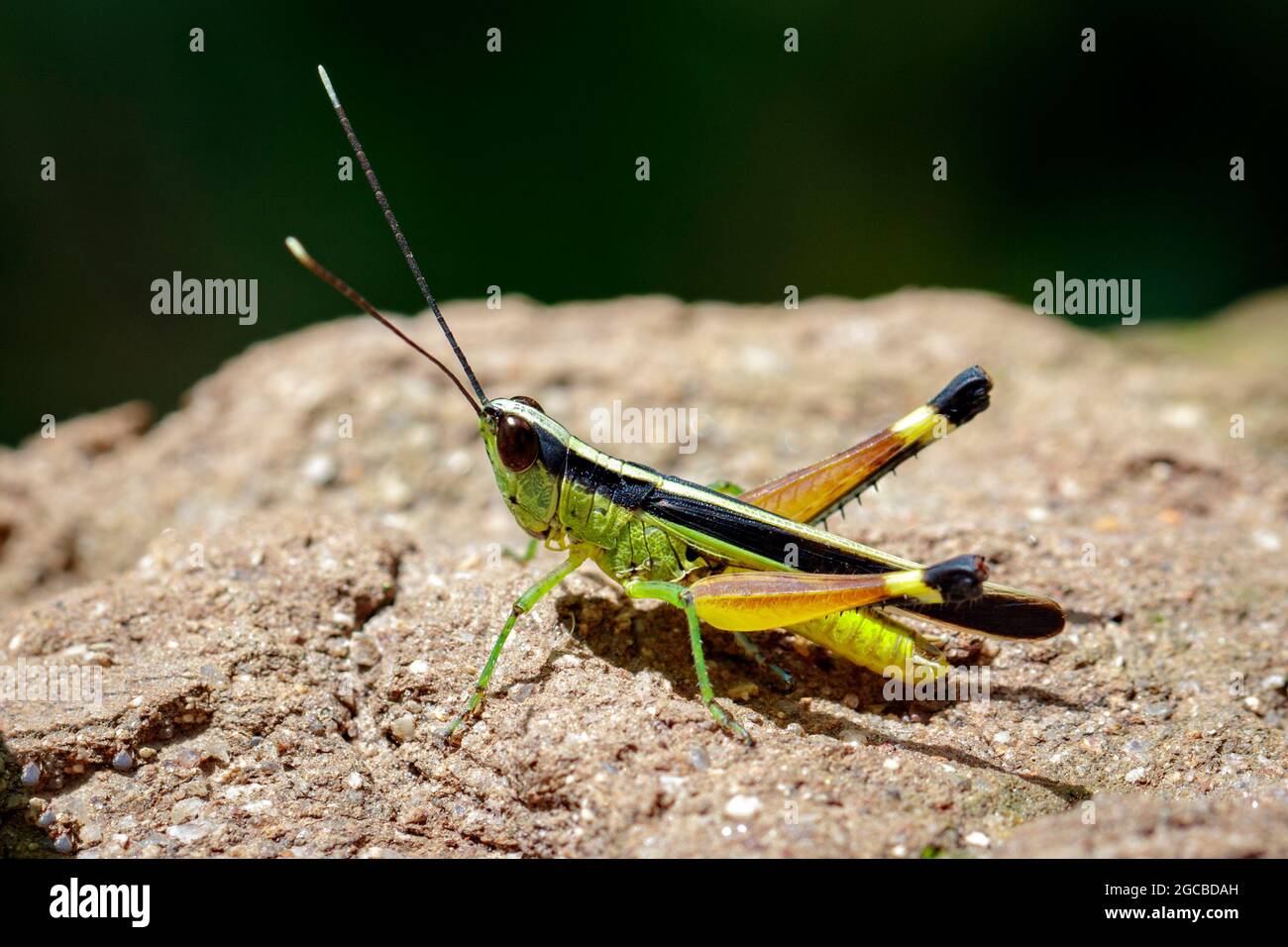 Image of sugarcane white-tipped locust (Ceracris fasciata) on a rock ...
