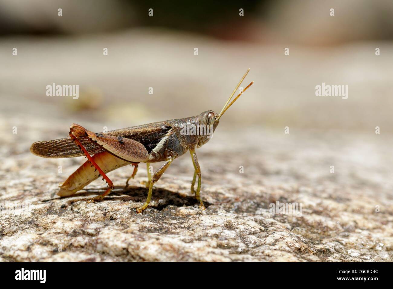 Image of White-banded Grasshopper(Stenocatantops splendens) on the rock ...