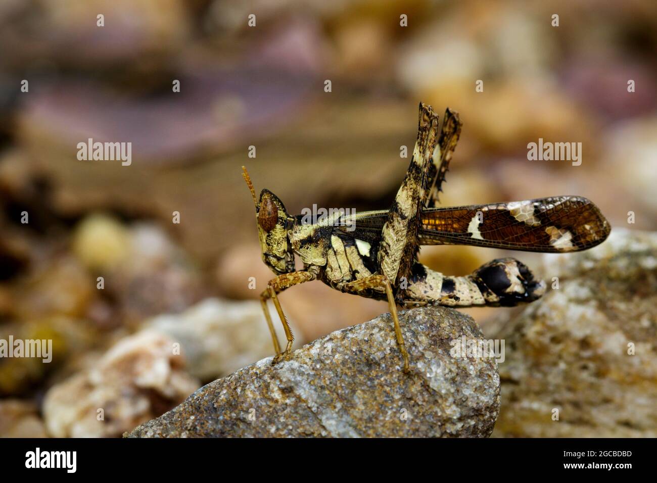 Image of Conjoined Spot Monkey-grasshopper (female), Erianthus serratus ...