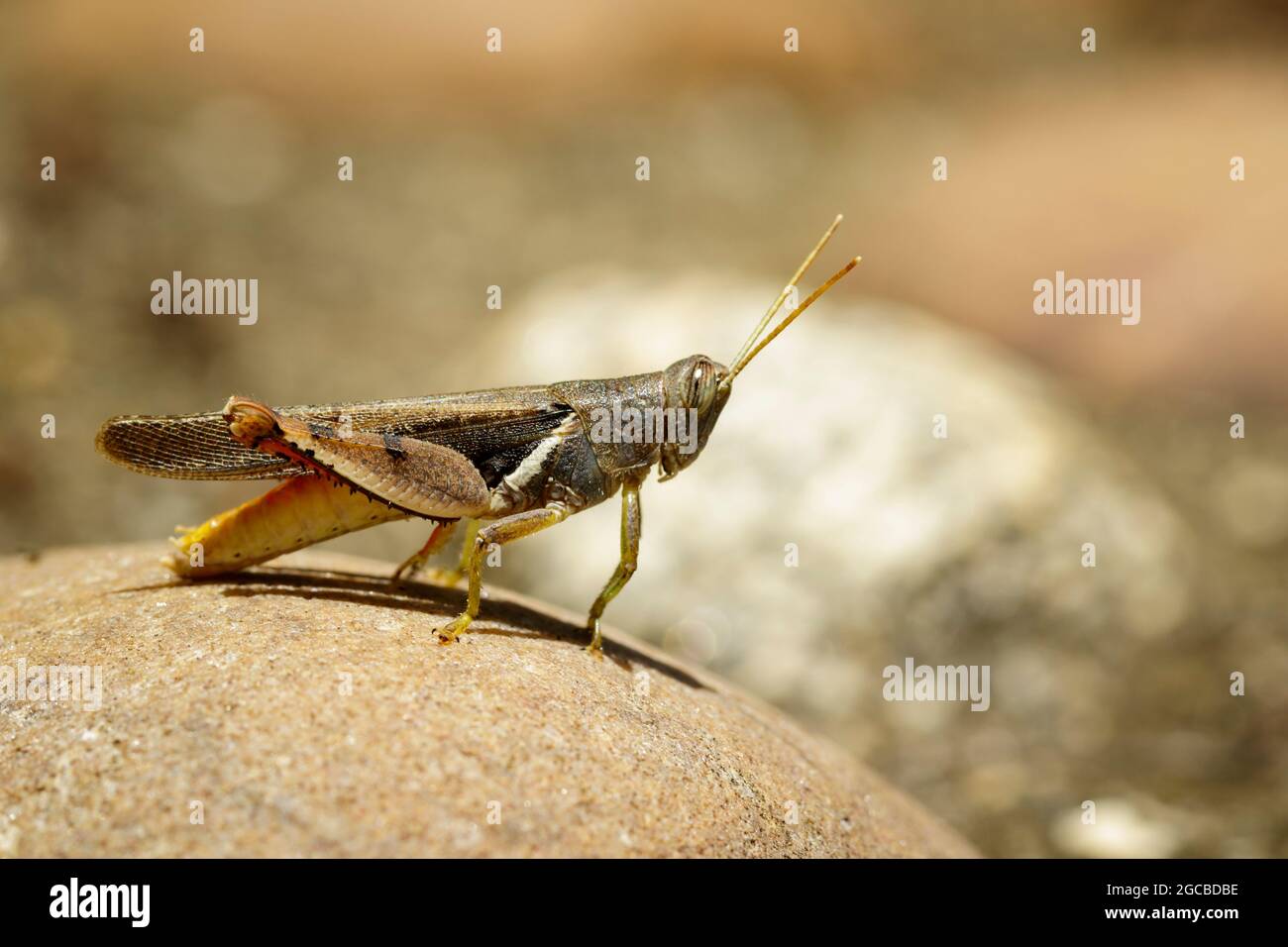 Image of White-banded Grasshopper(Stenocatantops splendens) on the rock ...