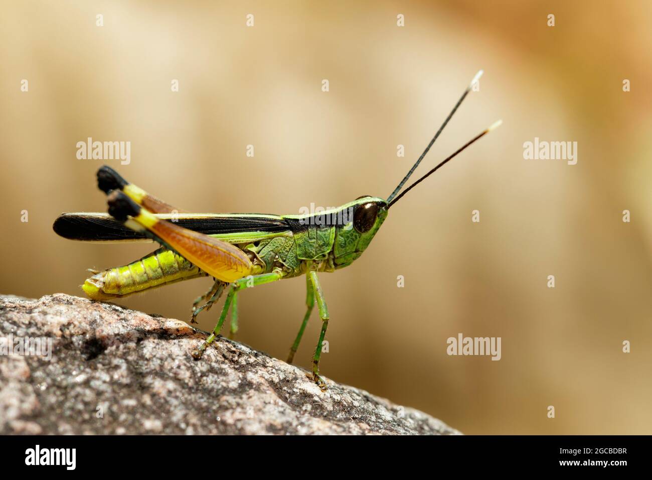 Image of sugarcane white-tipped locust (Ceracris fasciata) on a rock ...