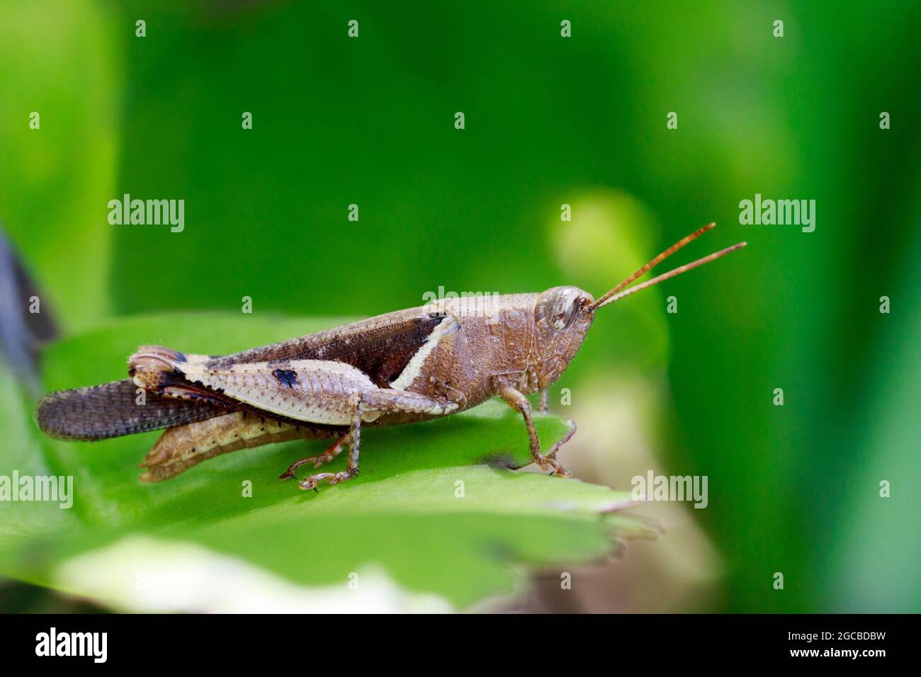 Image of White-banded Grasshopper(Stenocatantops splendens) on a green ...