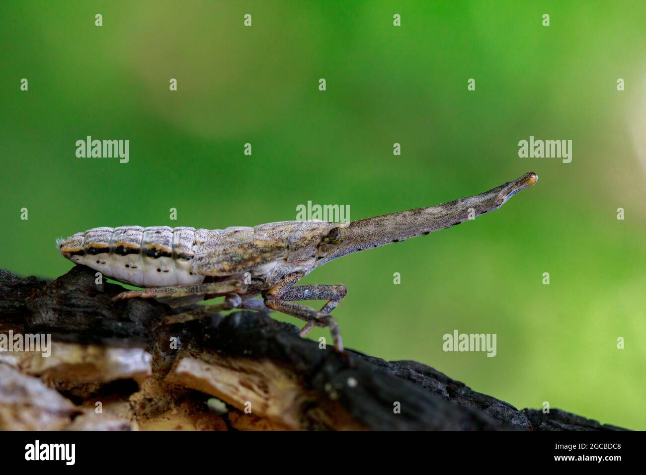 Zanna terminalis hi-res stock photography and images - Alamy