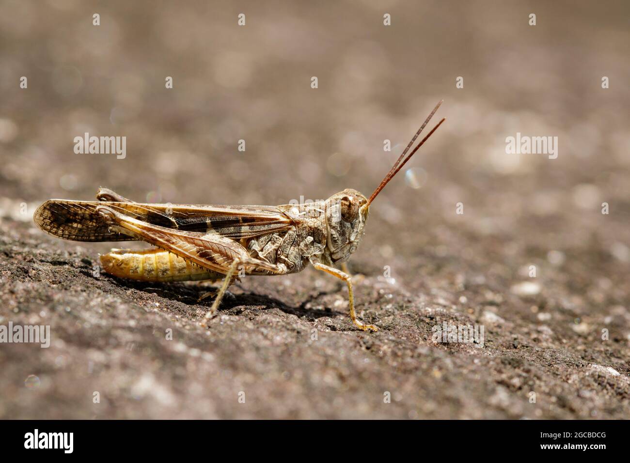 Image of Brown locust on the floor. Insect. Animal Stock Photo - Alamy