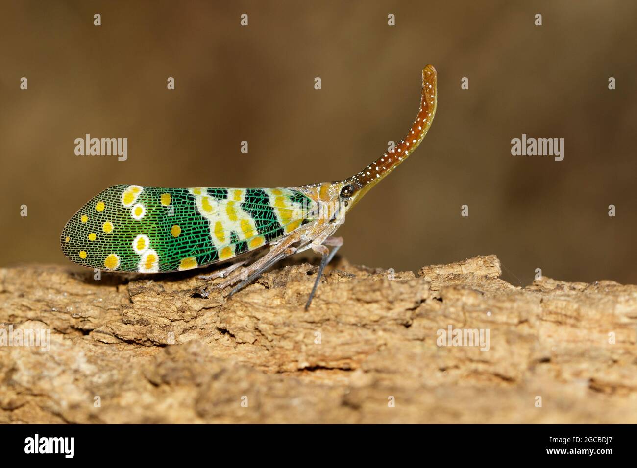 Image of fulgorid bug or lanternfly (Pyrops oculata) on nature ...
