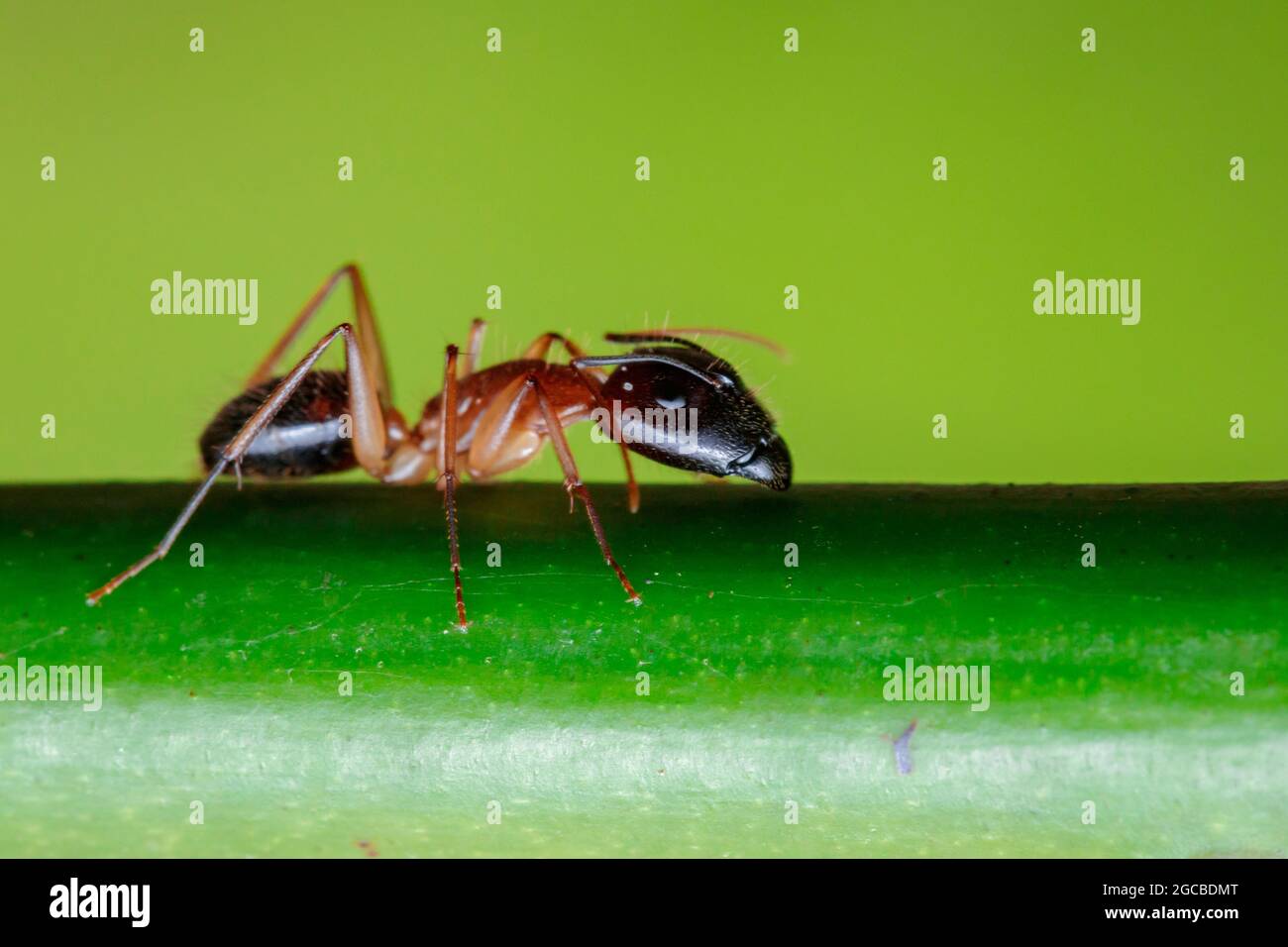 Image of ant on nature background. Insect. Animal Stock Photo - Alamy