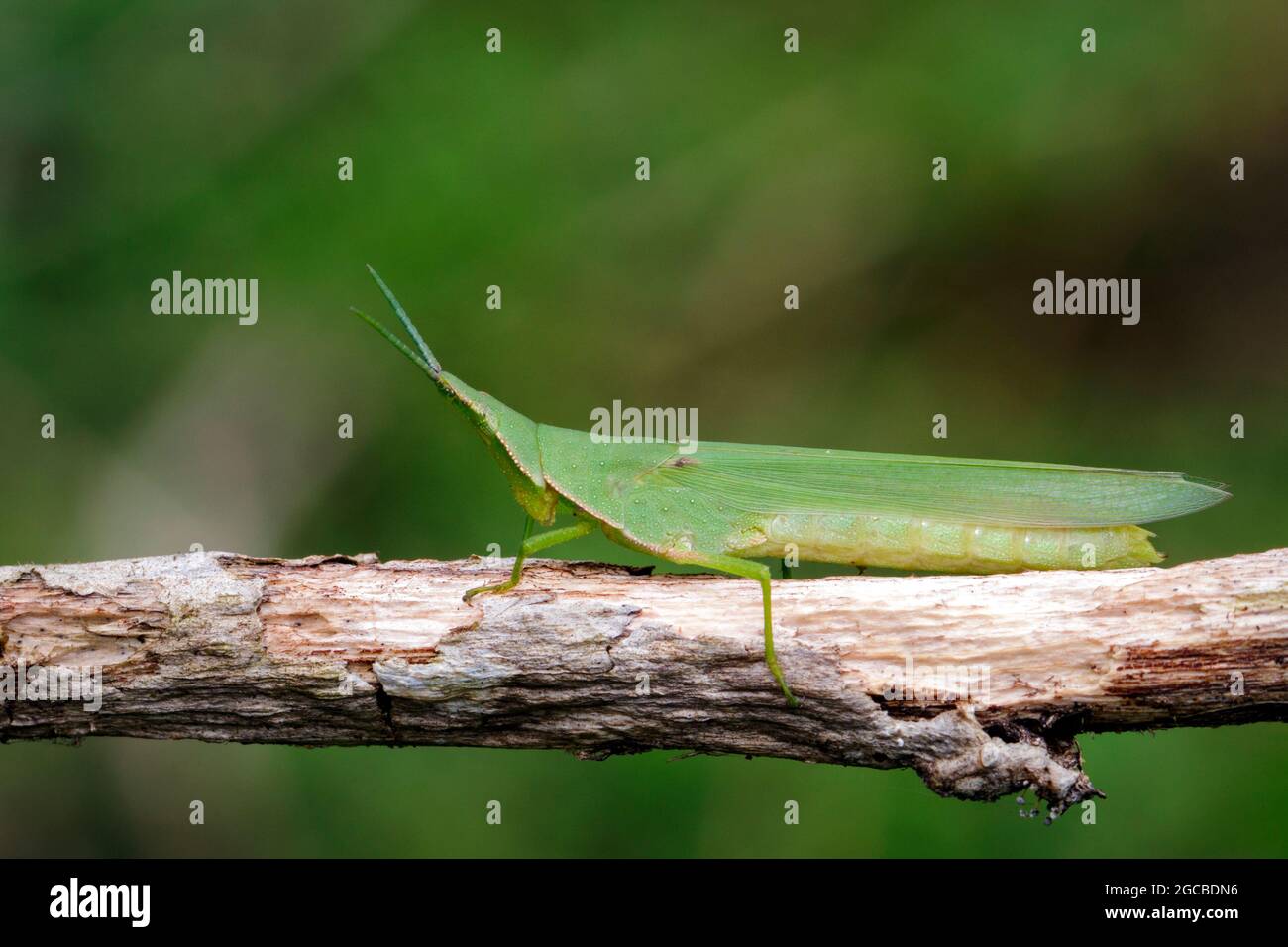 Image of Mediterranean Slant-faced Grasshopper (Acrida ungarica) on a ...