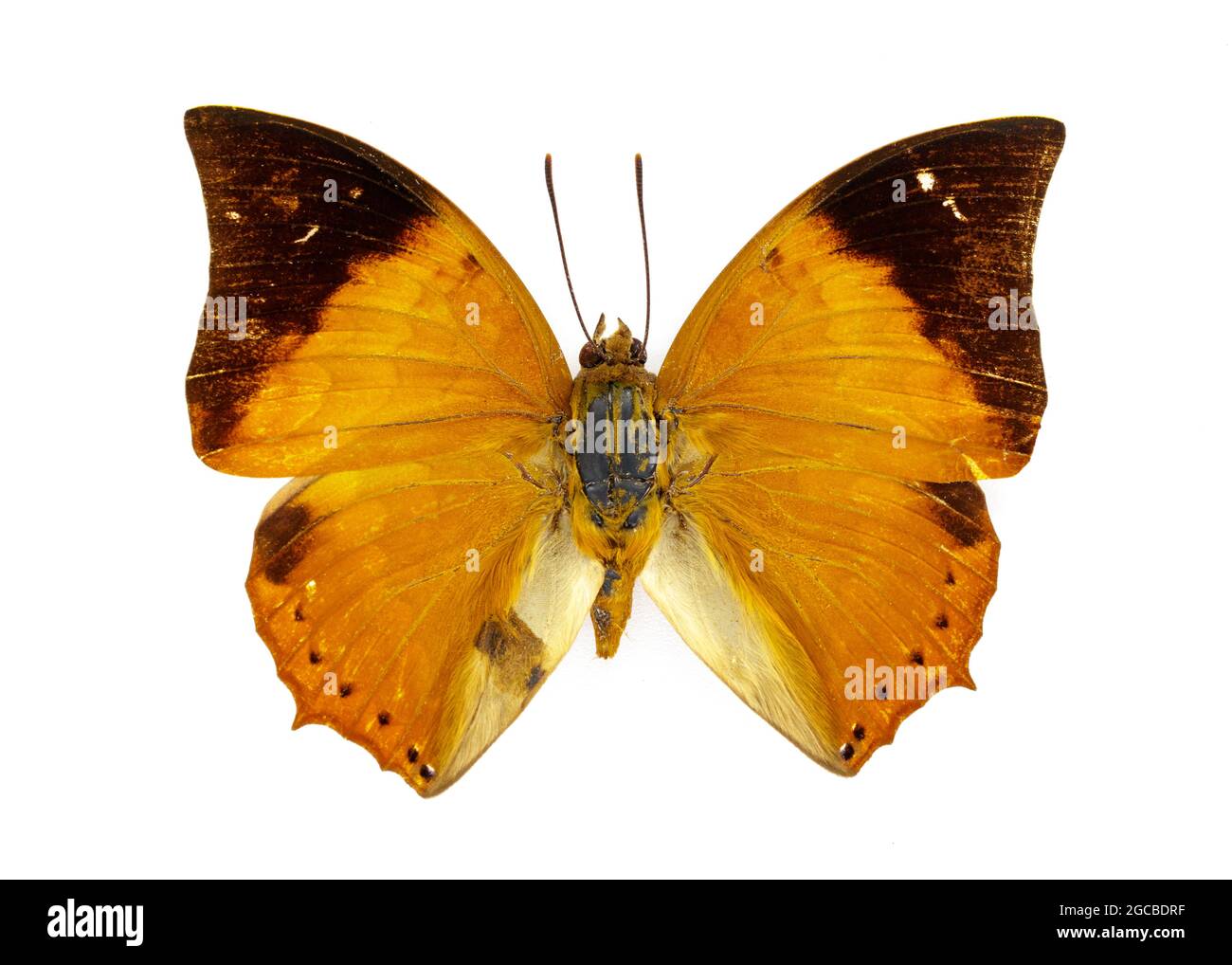 Charaxes Aristogiton High Resolution Stock Photography and Images - Alamy