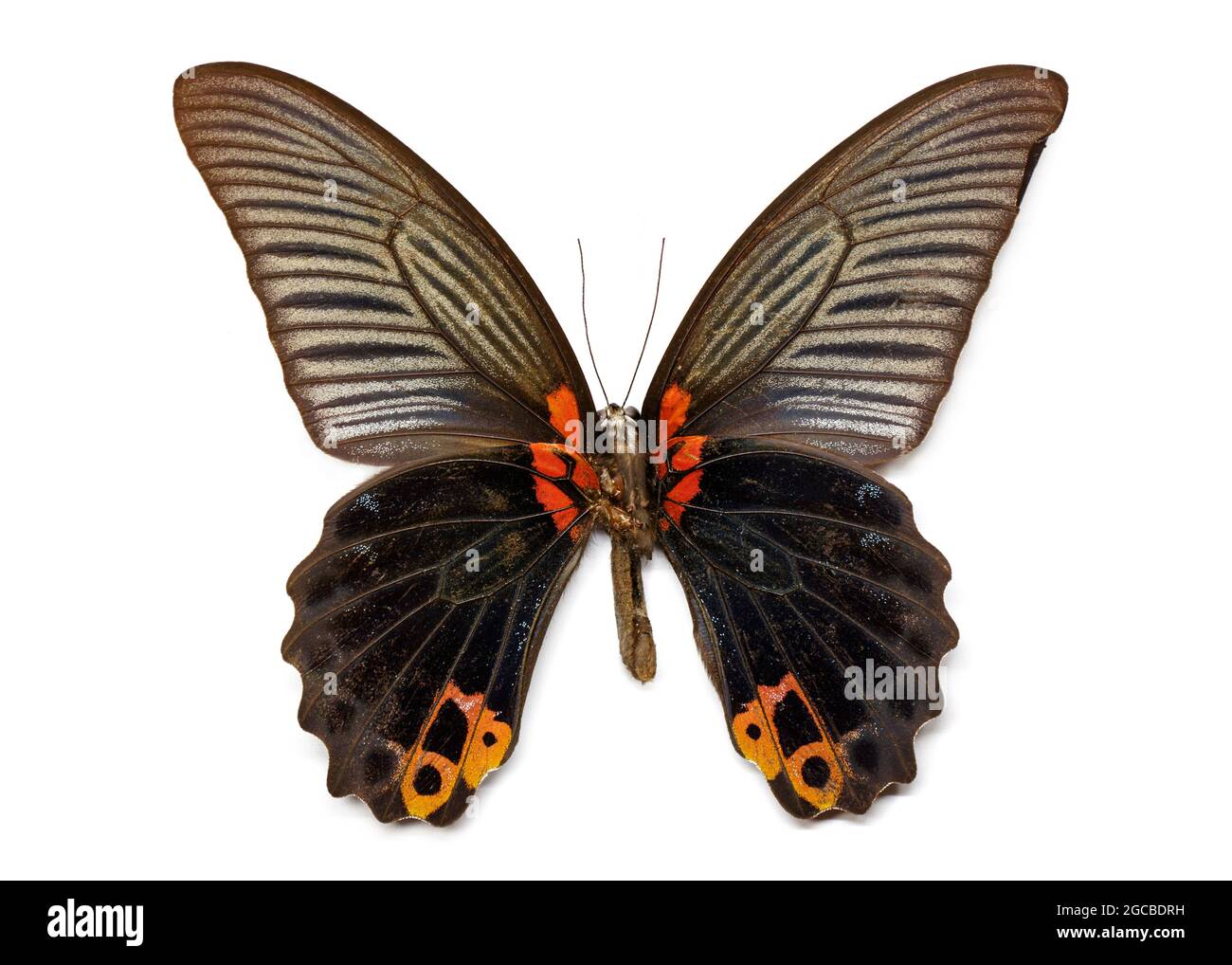 Image of Great Mormon Butterfly (Papilio memmon) on white background ...