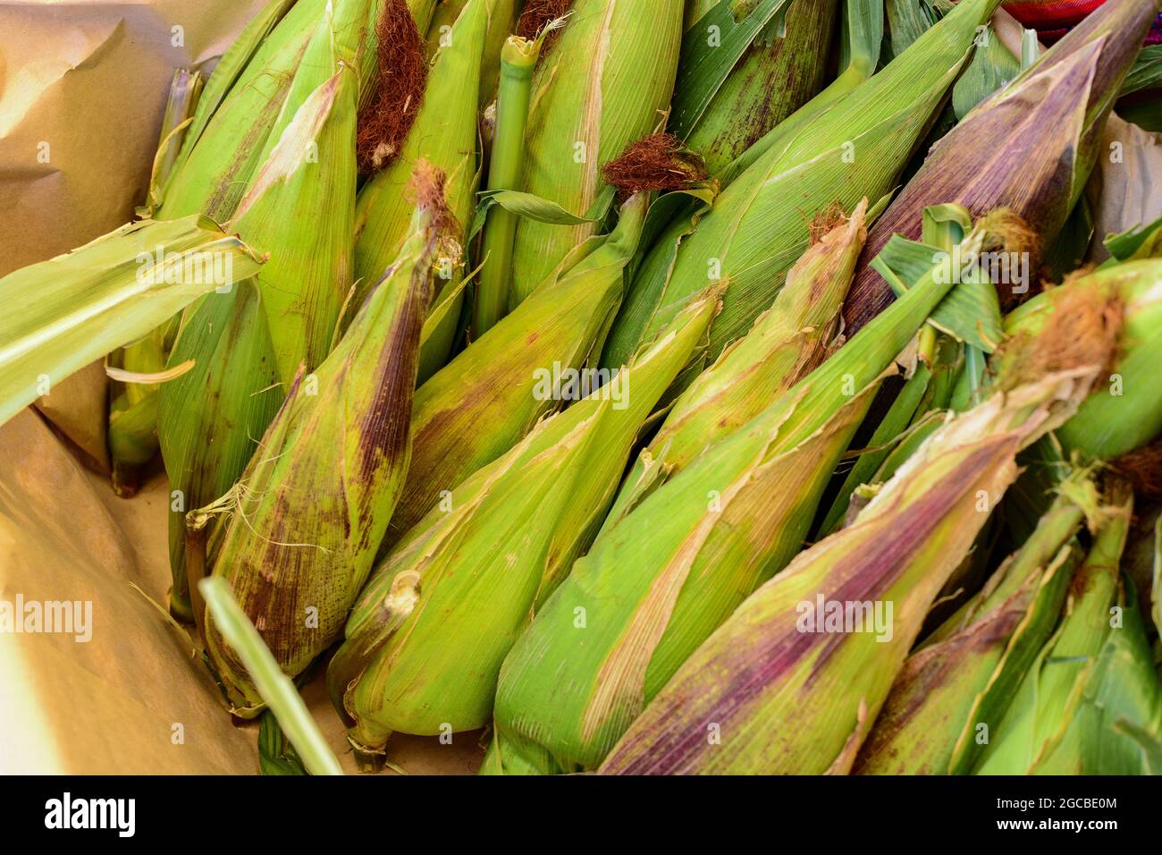 Cultivo de chile hi-res stock photography and images - Alamy