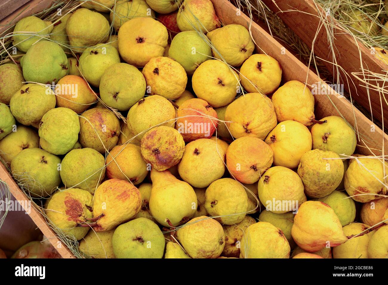 Harvest of Easter pears Stock Photo - Alamy