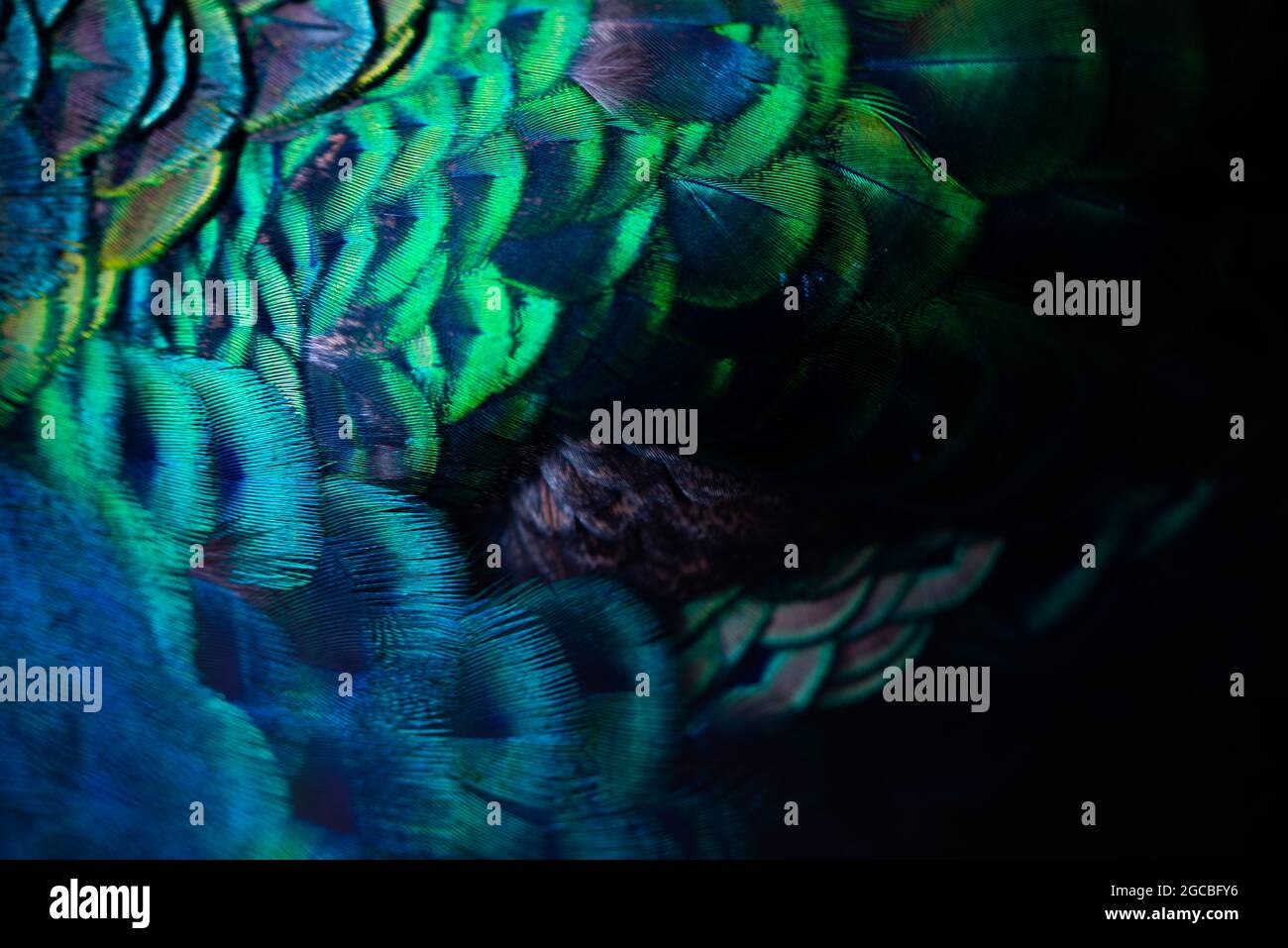Close up of the peacock feathers .Macro blue feather, Feather, Bird ...