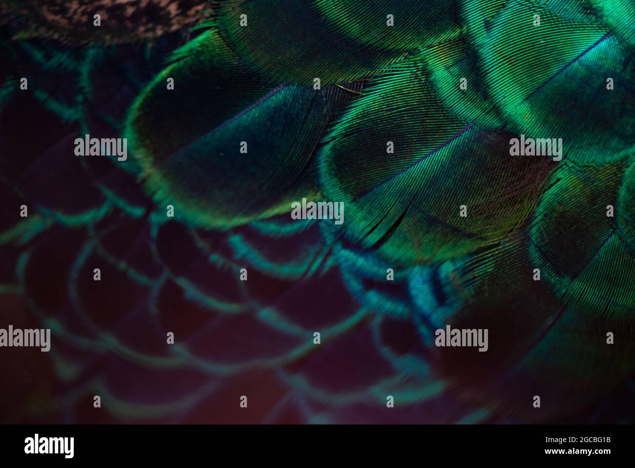 Feathers fluffy tropical bird hi-res stock photography and images - Alamy