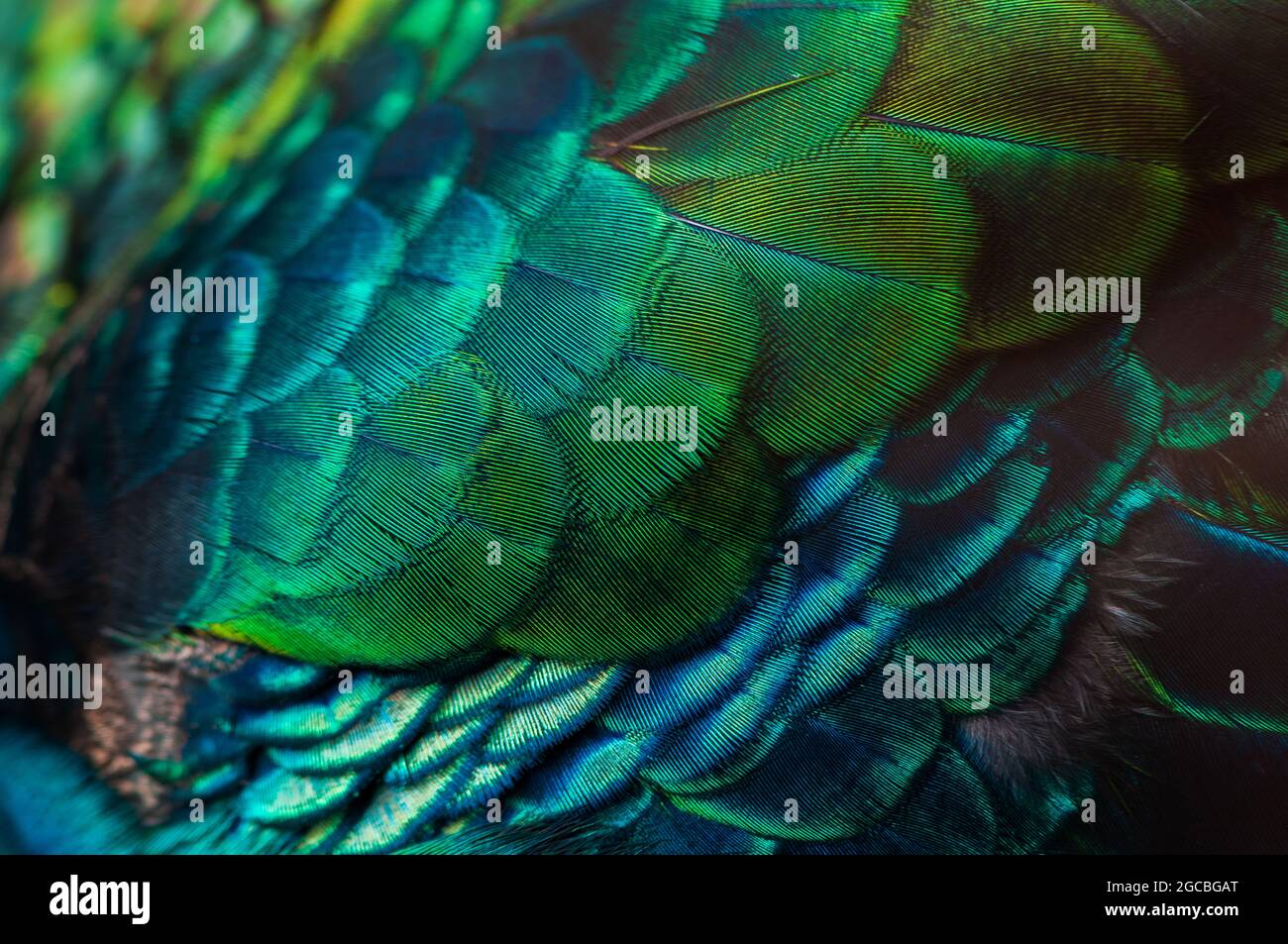 Close up of the peacock feathers .Macro blue feather, Feather, Bird ...