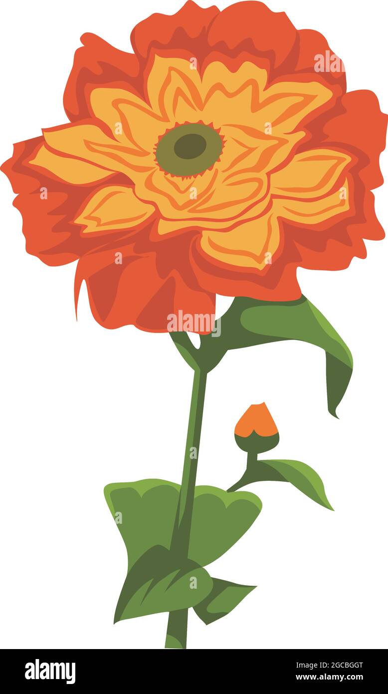 Zinnia vector vectors hi-res stock photography and images - Alamy