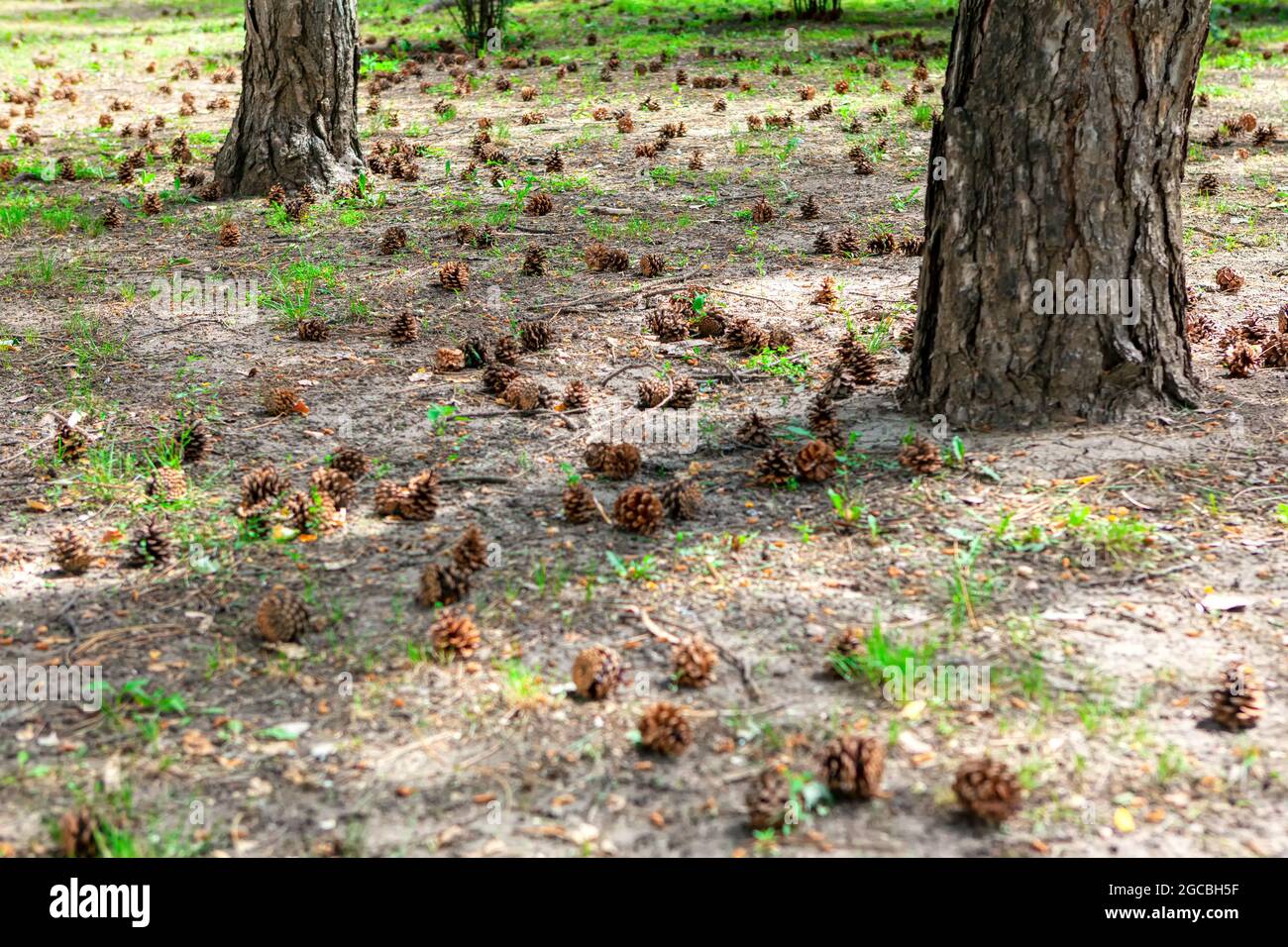 Coniferous cones on the ground . Fir tree trunks Stock Photo - Alamy
